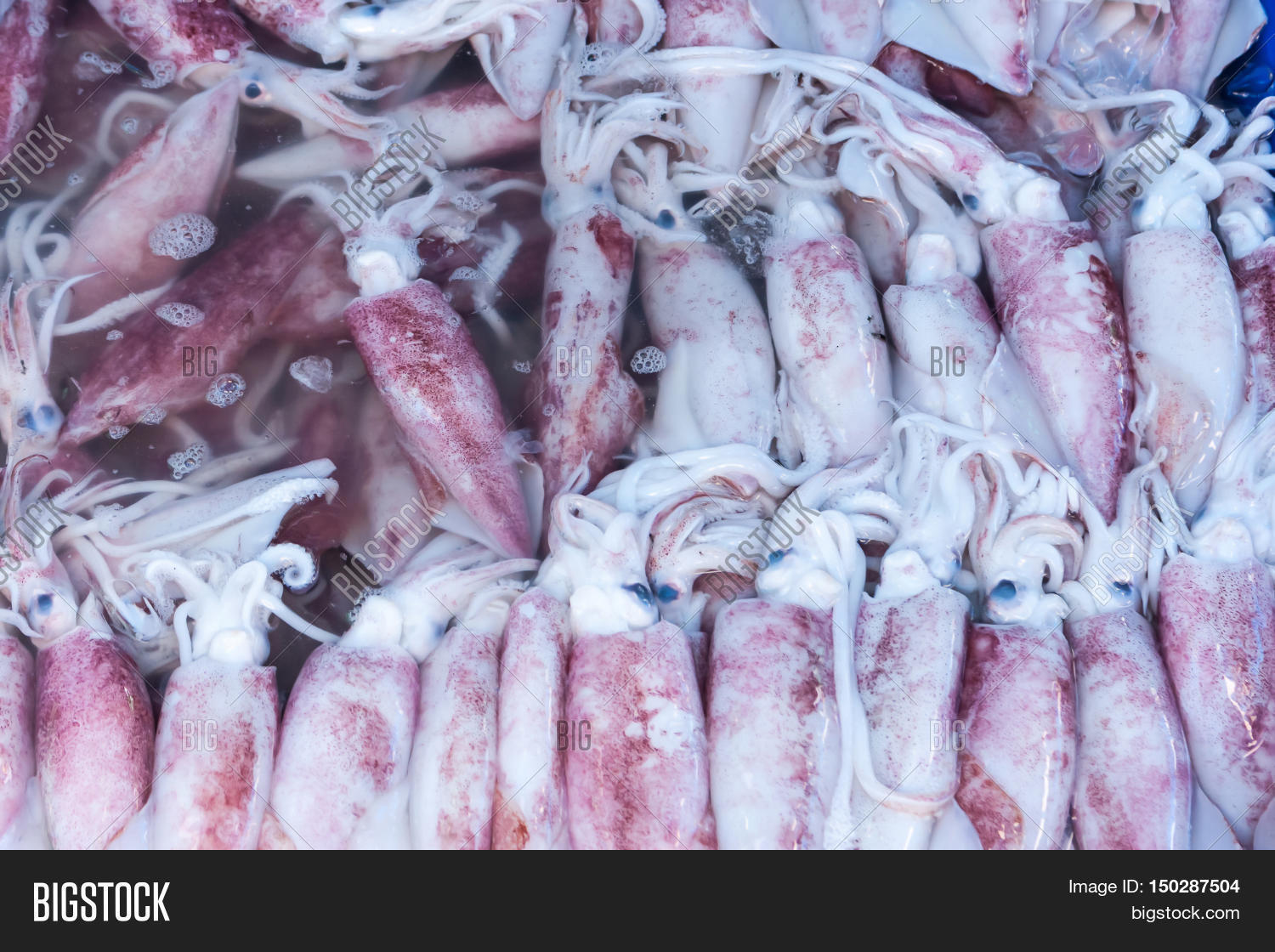 Freshness Squids Sale Image & Photo (Free Trial) | Bigstock