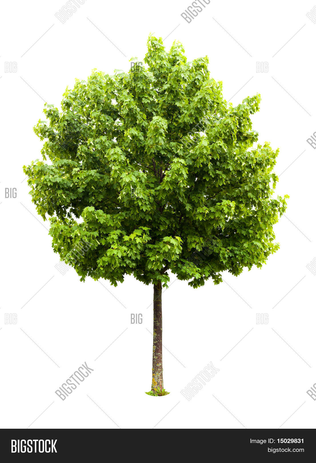 Maple Tree Isolated On Image & Photo (Free Trial) | Bigstock