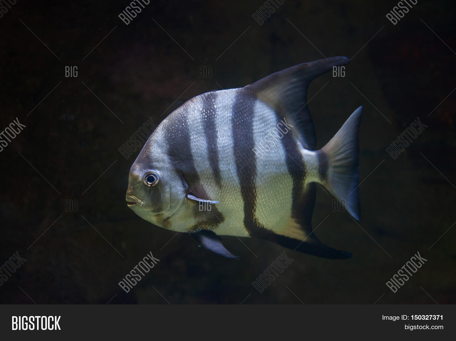 Atlantic Spadefish ( Image & Photo (Free Trial) | Bigstock