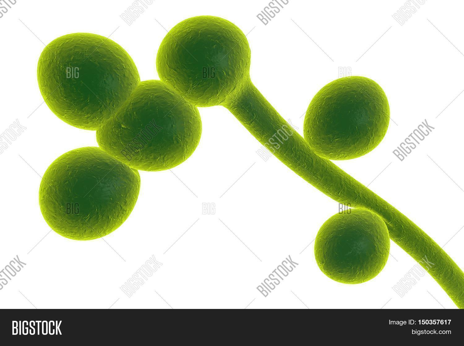 3D Illustration Fungi Image & Photo (Free Trial) | Bigstock