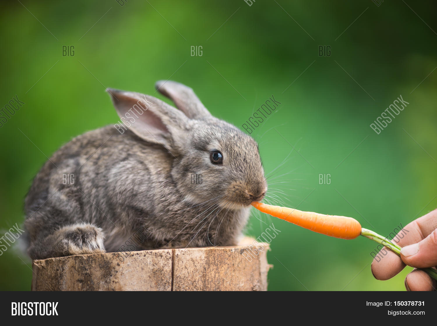 Cute Rabbit Eating Image & Photo (Free Trial) | Bigstock