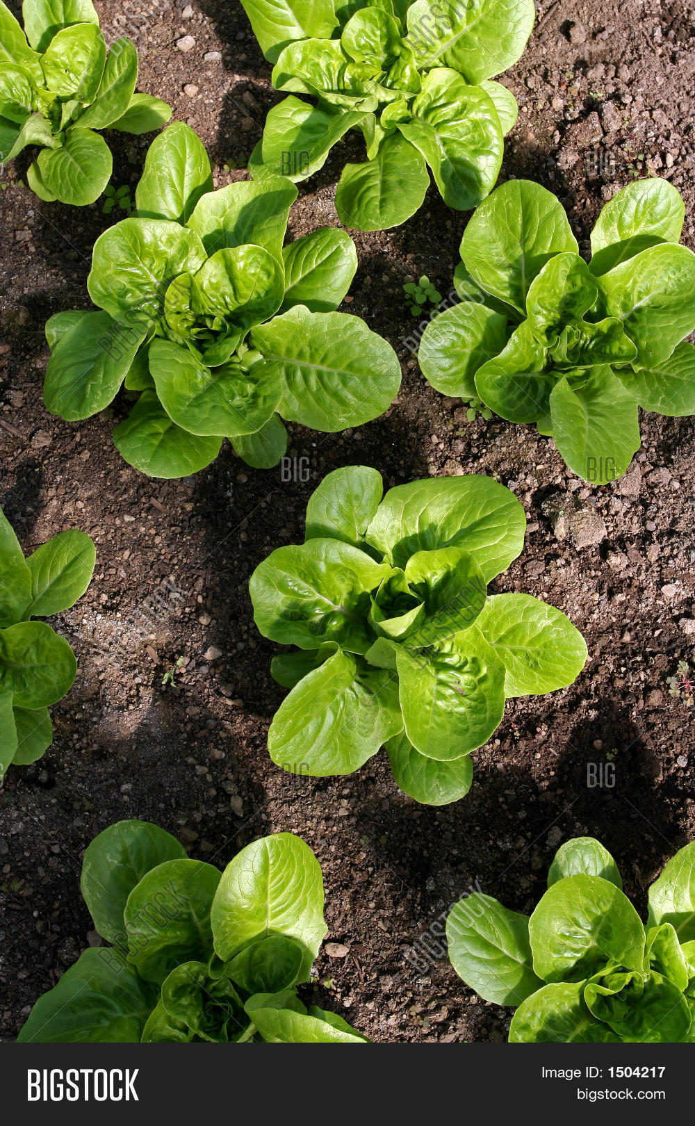 Bibb Lettuce Roses Image & Photo (Free Trial) | Bigstock