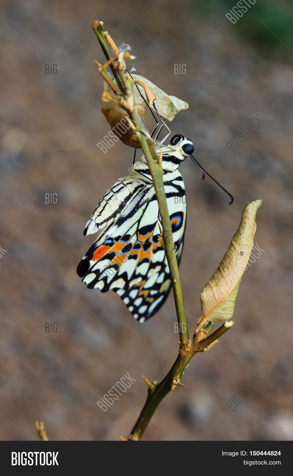 Close Newly Emerged Image & Photo (Free Trial) | Bigstock