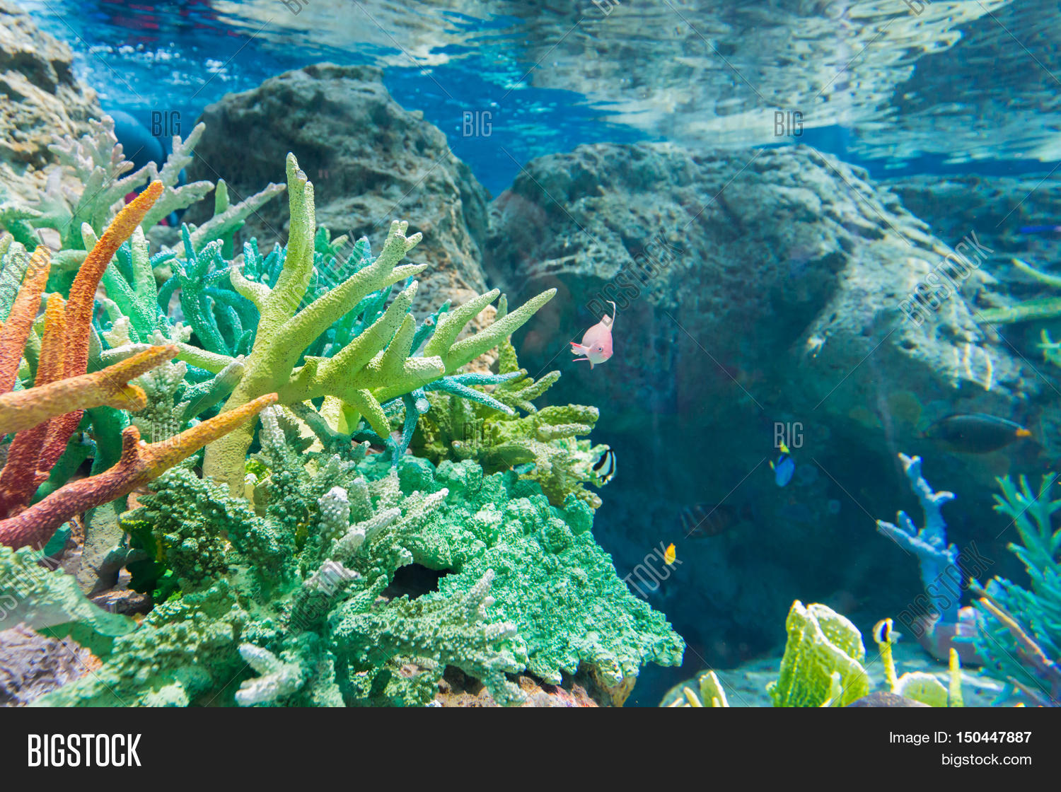 Beautiful Coral Image & Photo (Free Trial) | Bigstock