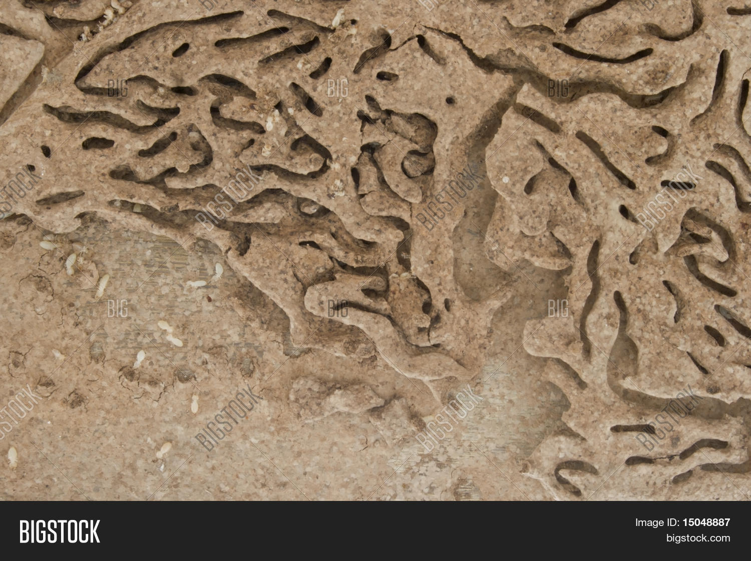 Termite Trails Image & Photo (Free Trial) | Bigstock
