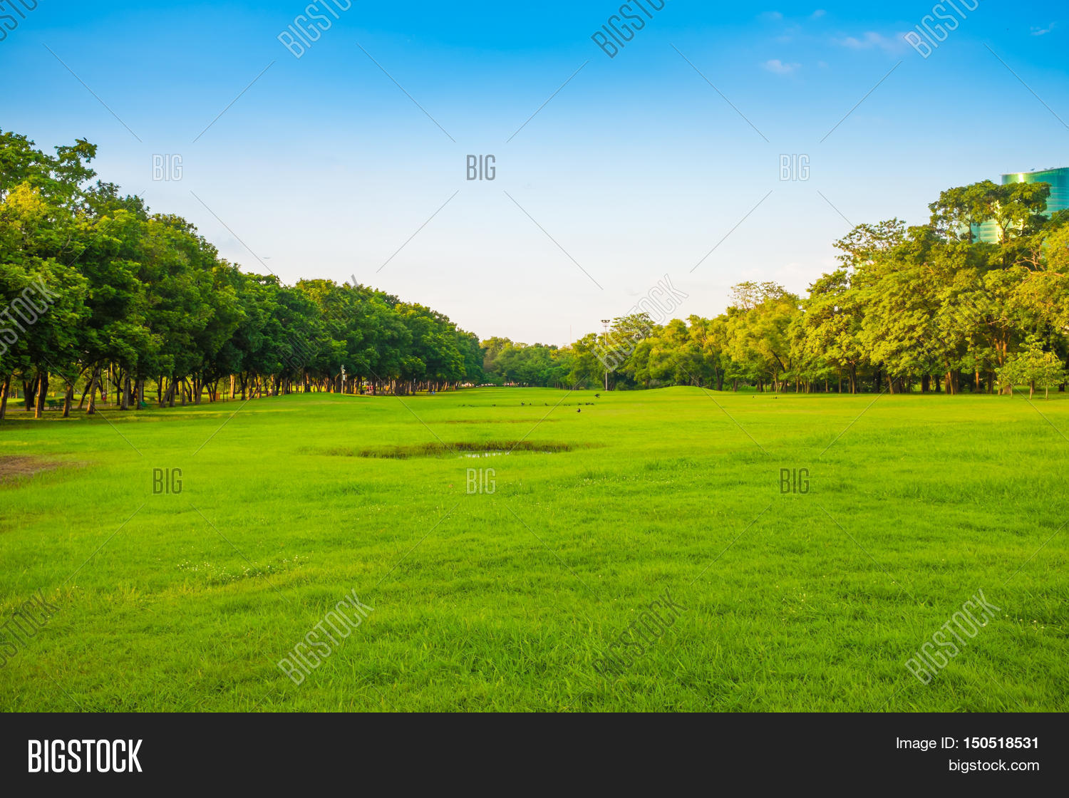 Green Grass Field Tree Image & Photo (Free Trial) | Bigstock