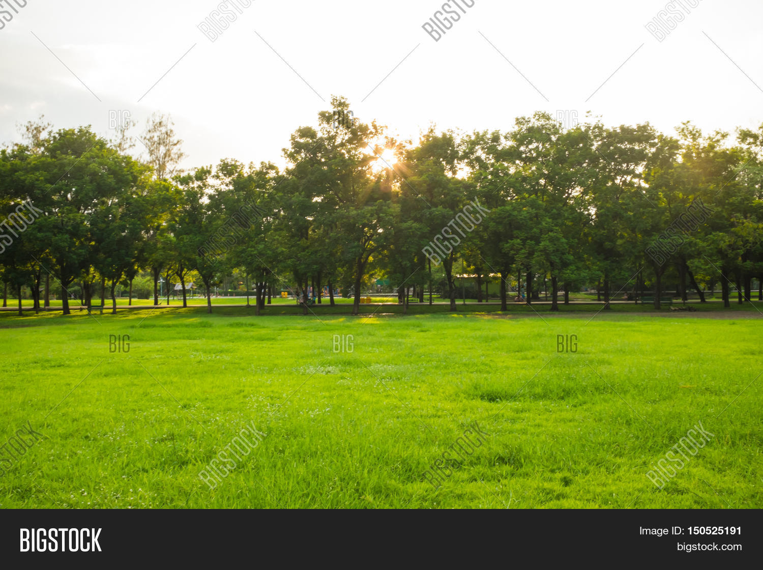 Green Grass Field Tree Image & Photo (Free Trial) | Bigstock