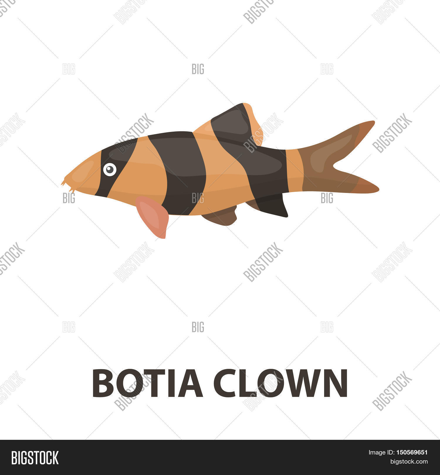 Botia Clown Botia Image & Photo (Free Trial) | Bigstock