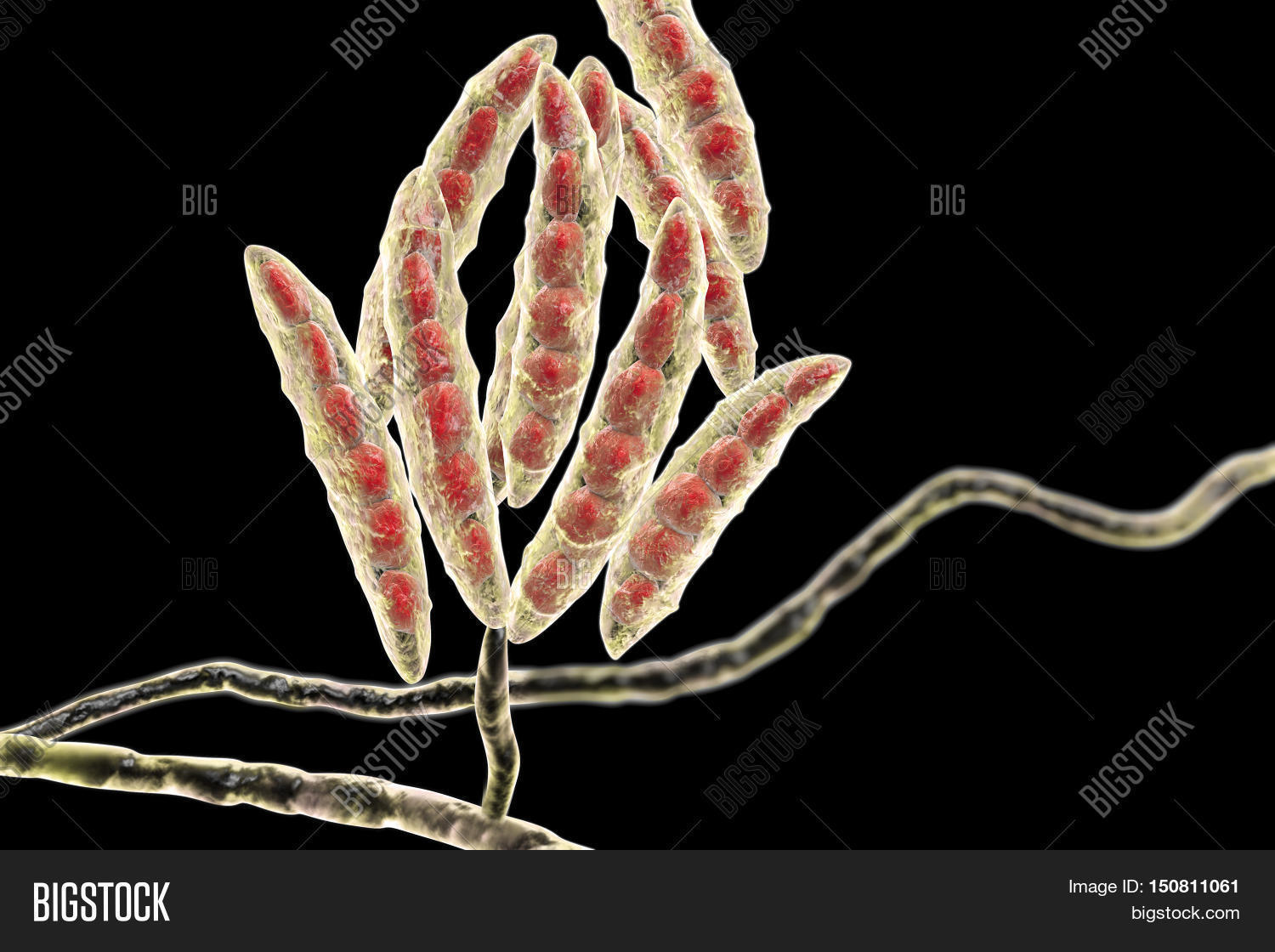 Fungi Fusarium Which Image & Photo (Free Trial) | Bigstock