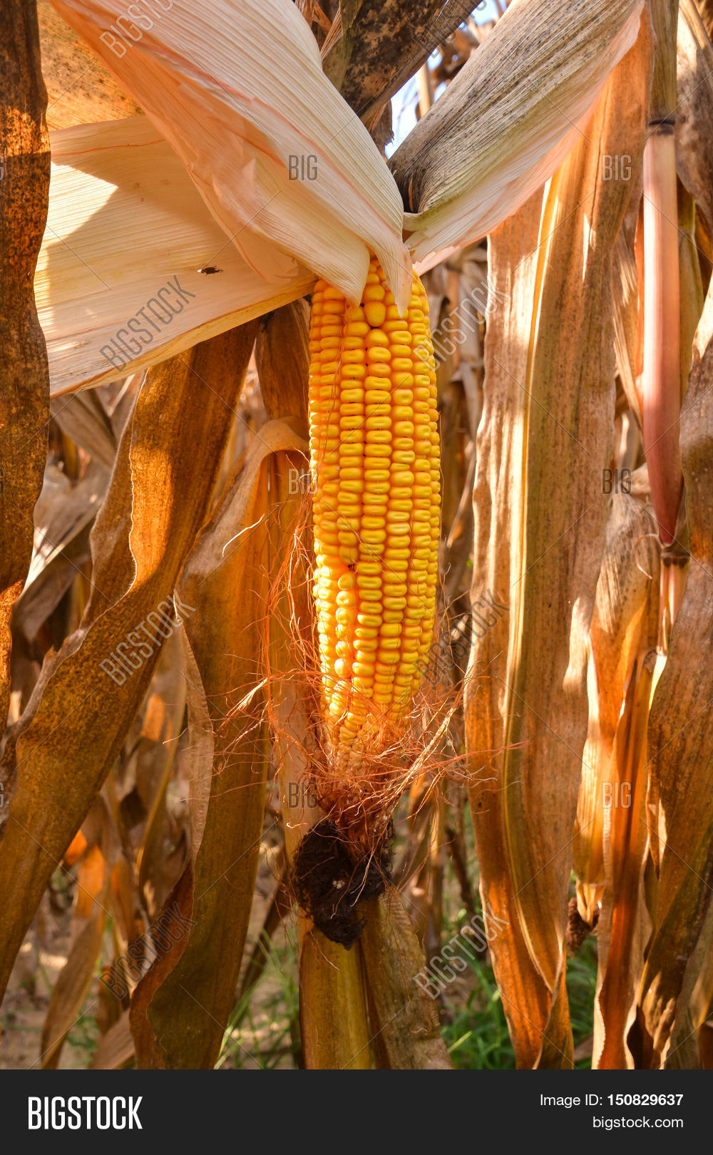 Corn Plant Background Image & Photo (Free Trial) | Bigstock