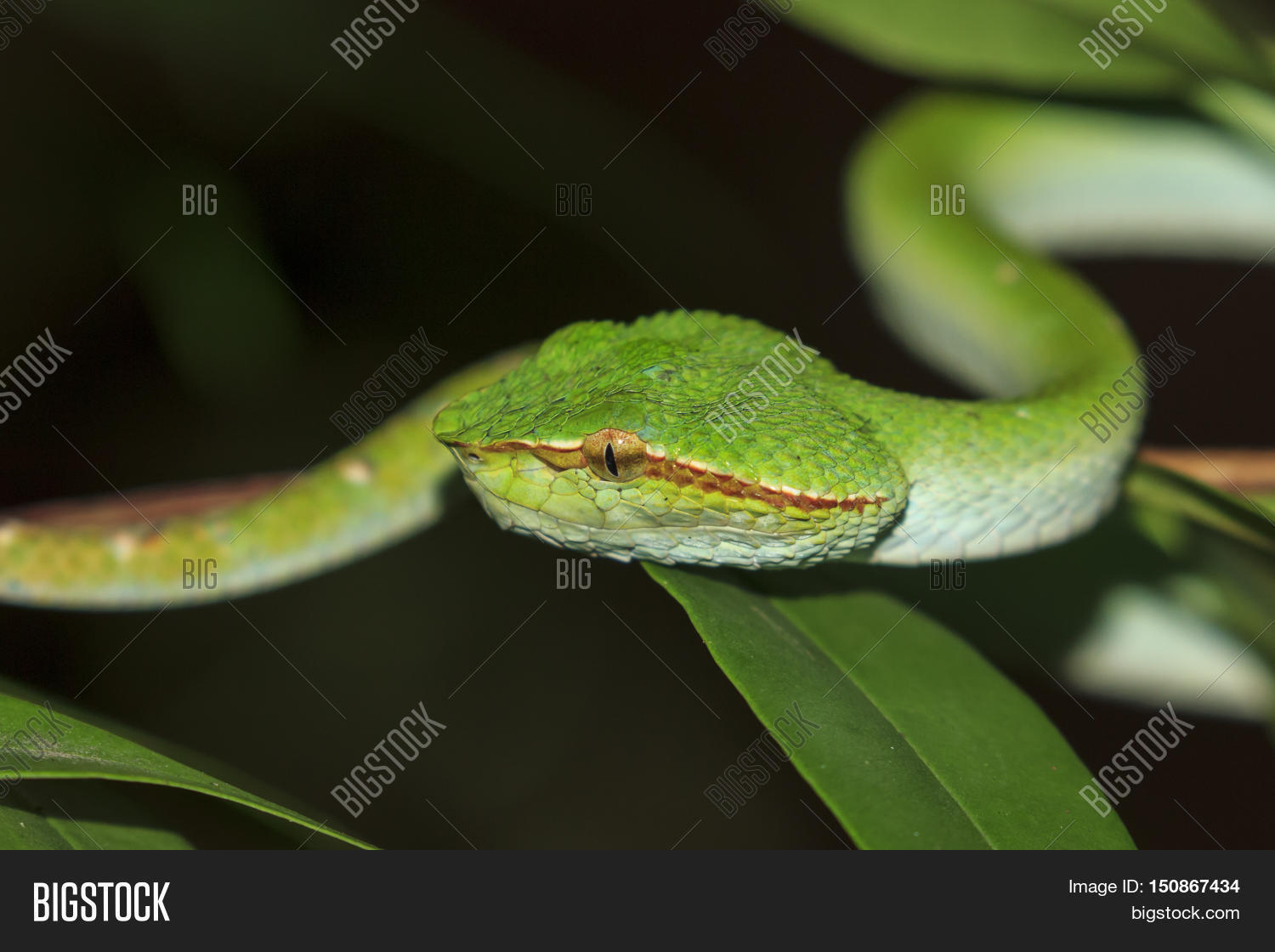 Temple Viper Snake ( Image & Photo (Free Trial) | Bigstock