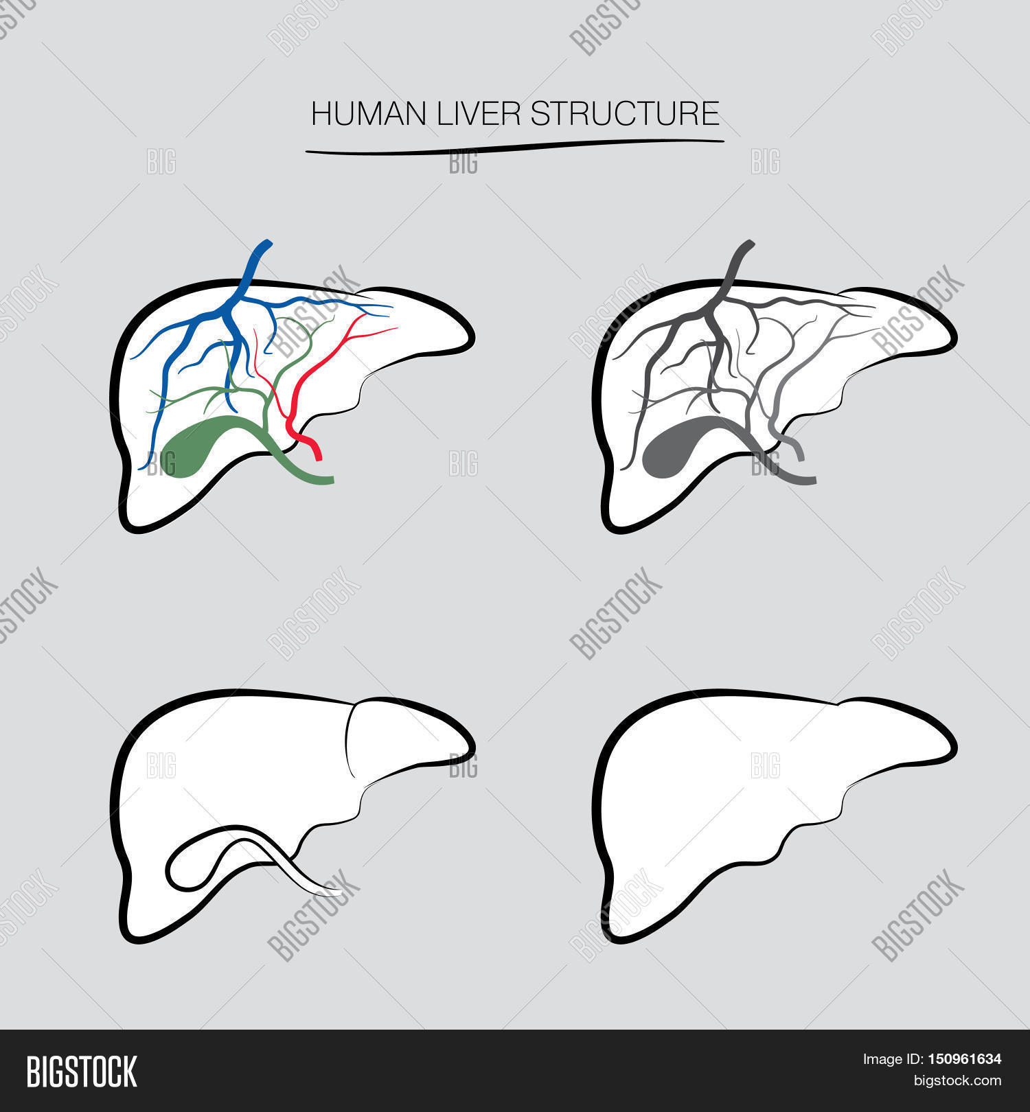 Human Liver Structure Image & Photo (Free Trial) | Bigstock