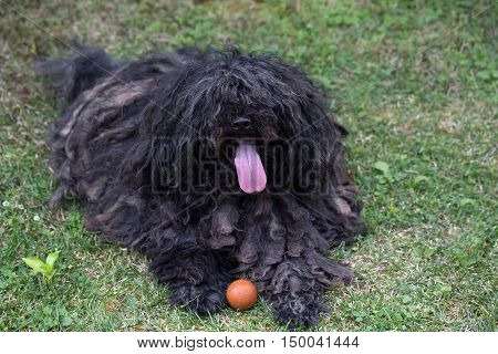Big Black Dog Puli Pet Image & Photo (Free Trial) | Bigstock