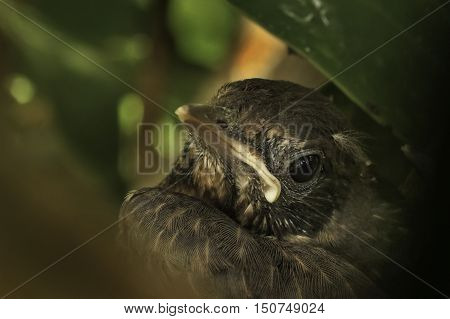 Thrush Family Turdidae Image & Photo (Free Trial) | Bigstock