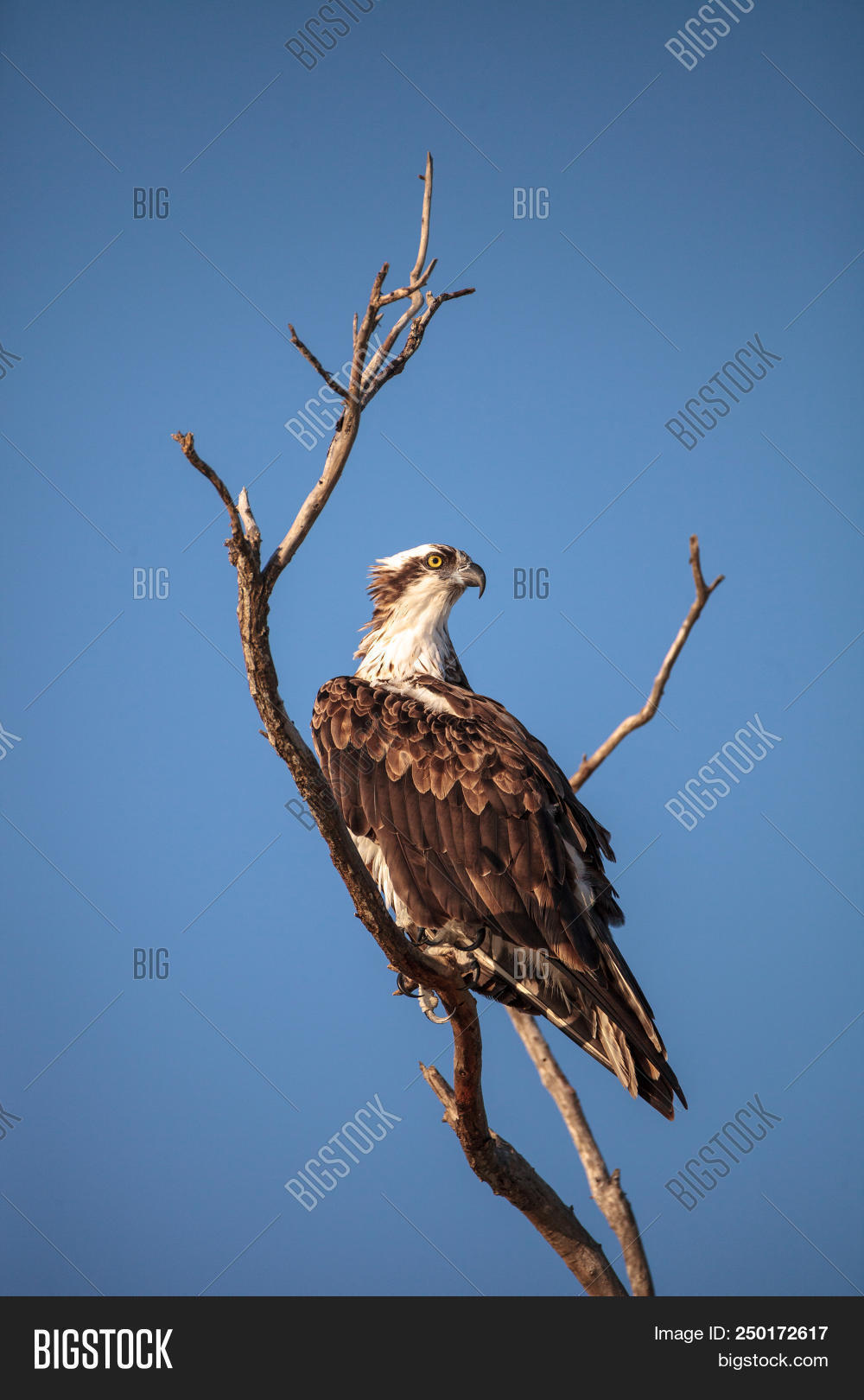 Osprey Bird Prey Image & Photo (Free Trial) | Bigstock