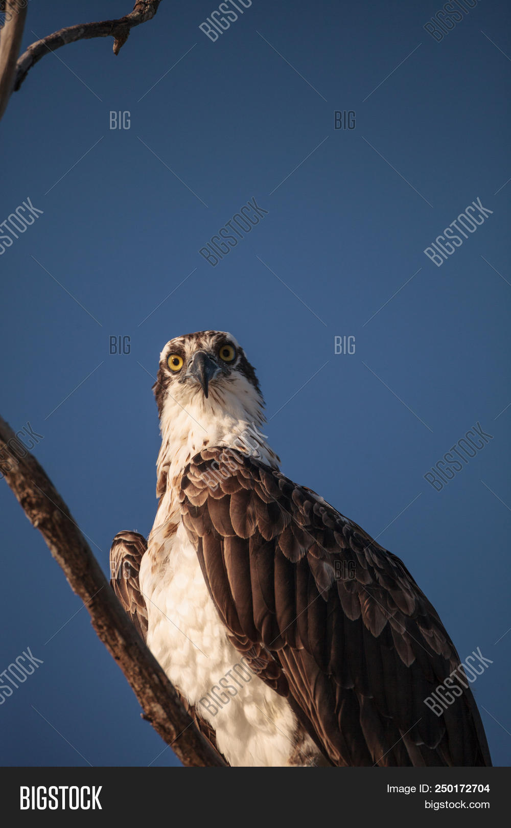 Osprey Bird Prey Image & Photo (Free Trial) | Bigstock