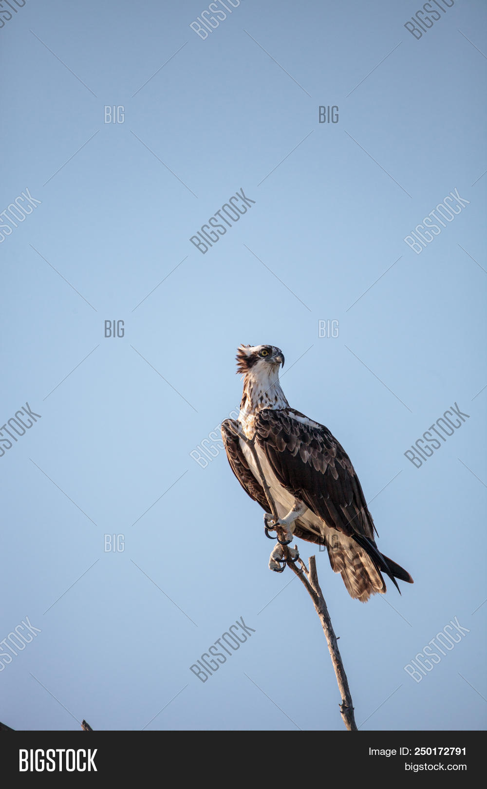 Osprey Bird Prey Image & Photo (Free Trial) | Bigstock