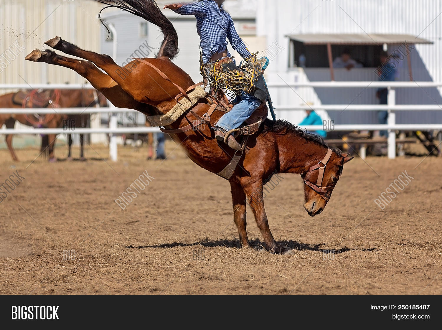 Cowboy Riding Bucking Image & Photo (Free Trial) | Bigstock