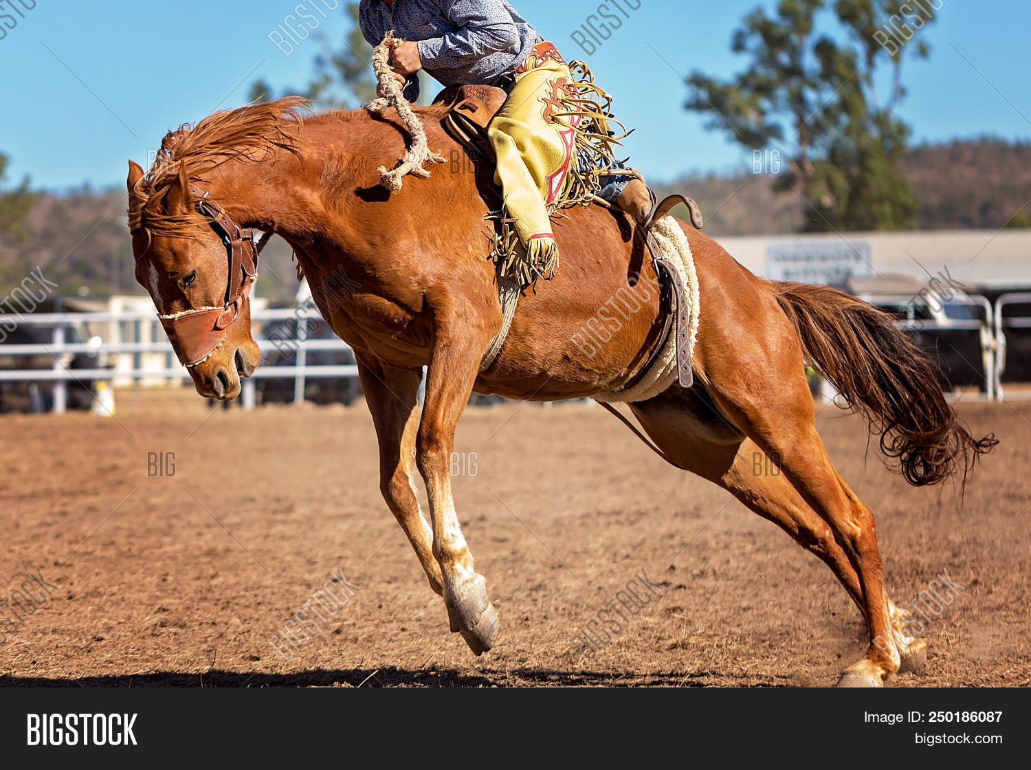 Cowboy Riding Bucking Image & Photo (Free Trial) | Bigstock