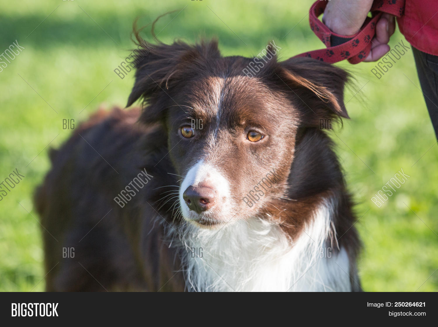 Portrait Border Collie Image & Photo (Free Trial) | Bigstock