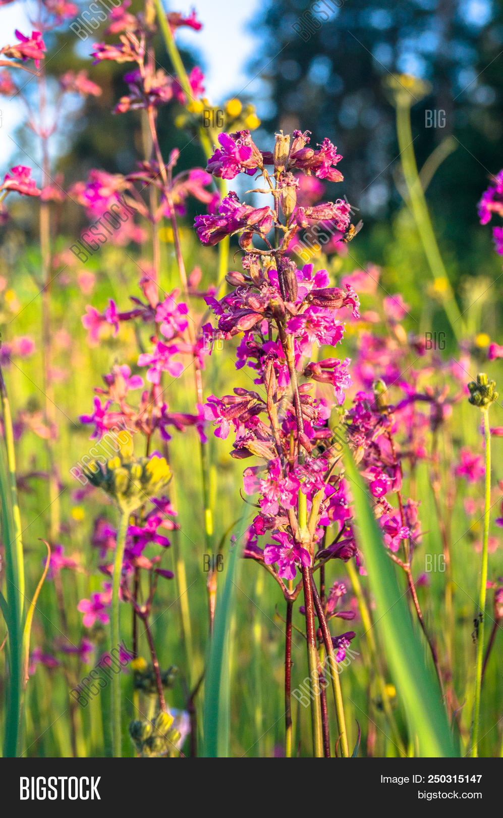 Summer Meadow Bright Image & Photo (Free Trial) | Bigstock
