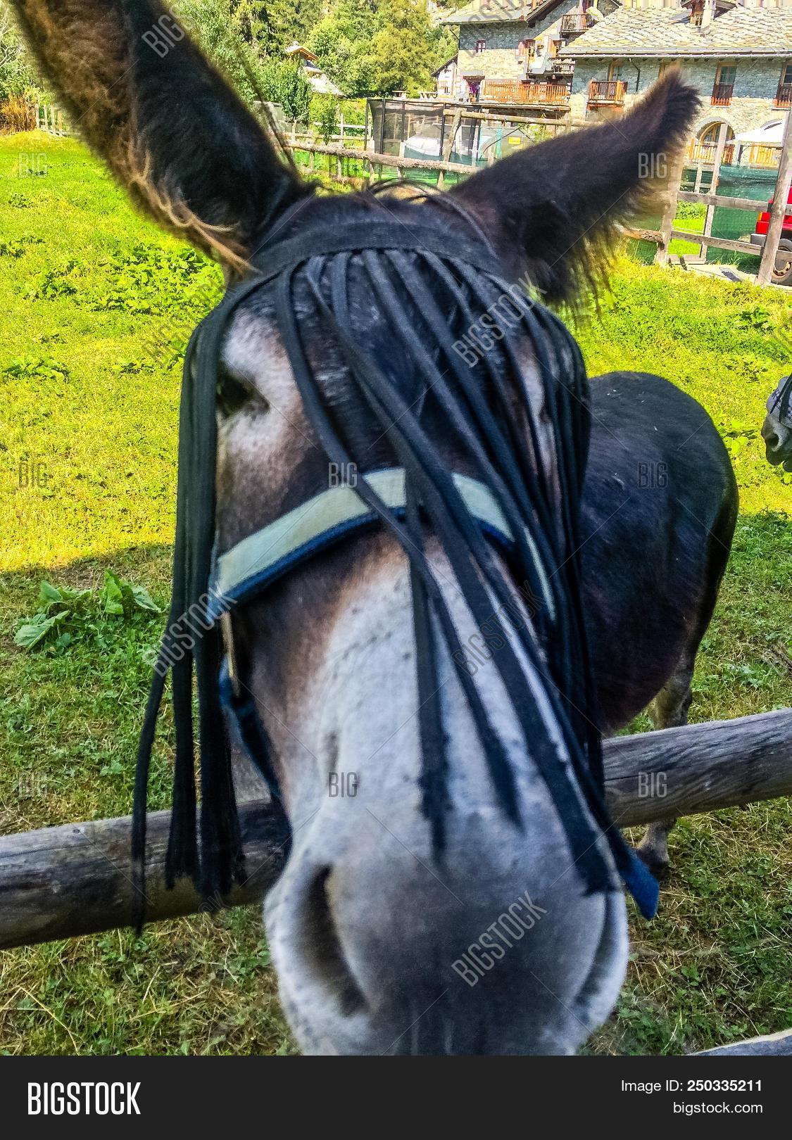 Portrait Nice Cute Image & Photo (Free Trial) | Bigstock