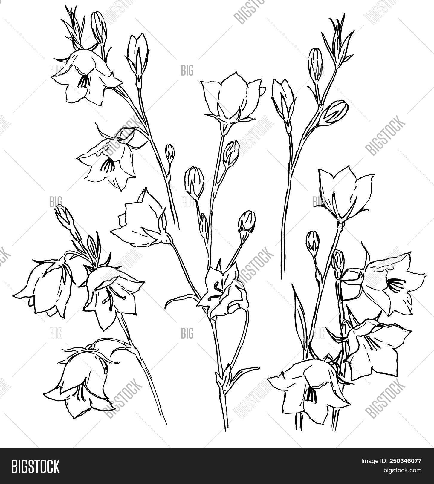 Bluebell Bellflower ( Image & Photo (Free Trial) | Bigstock