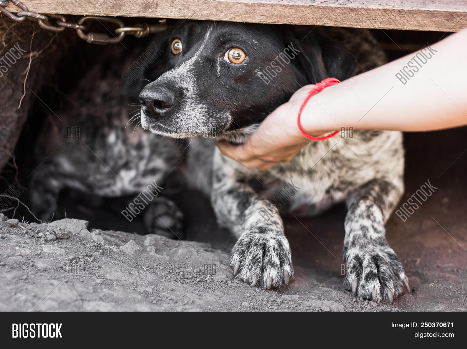 Dog Close-, Pet, Pet Image & Photo (Free Trial) | Bigstock