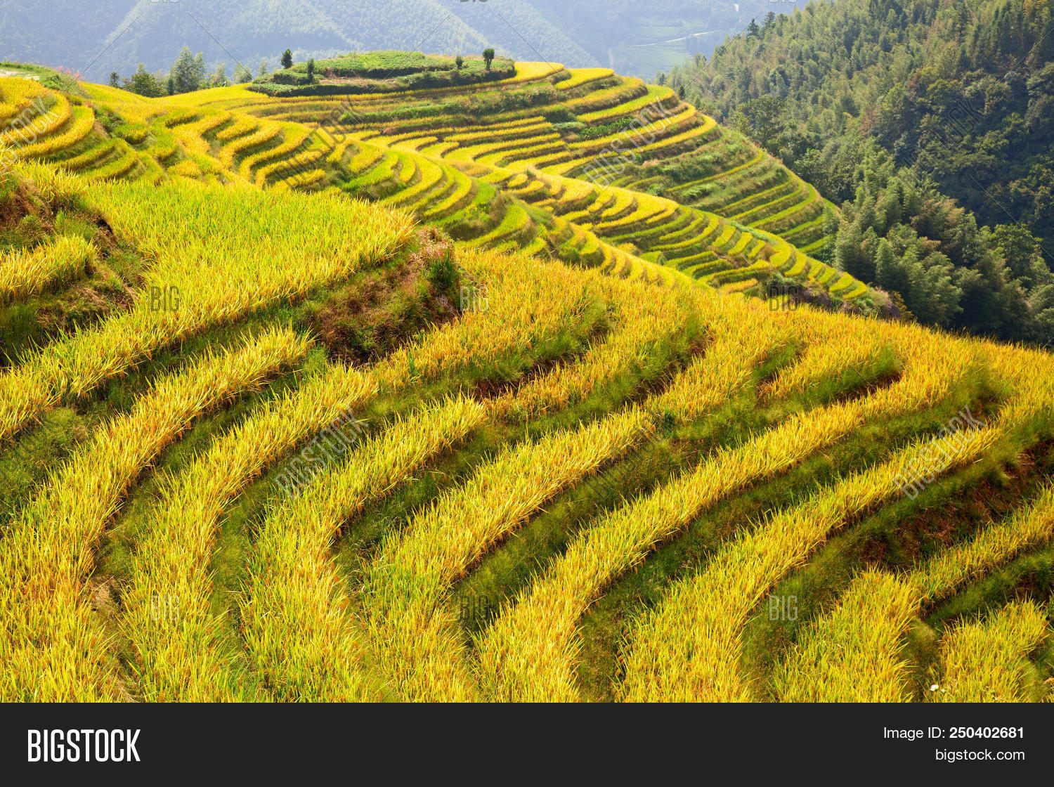 Longsheng Rice Image & Photo (Free Trial) | Bigstock