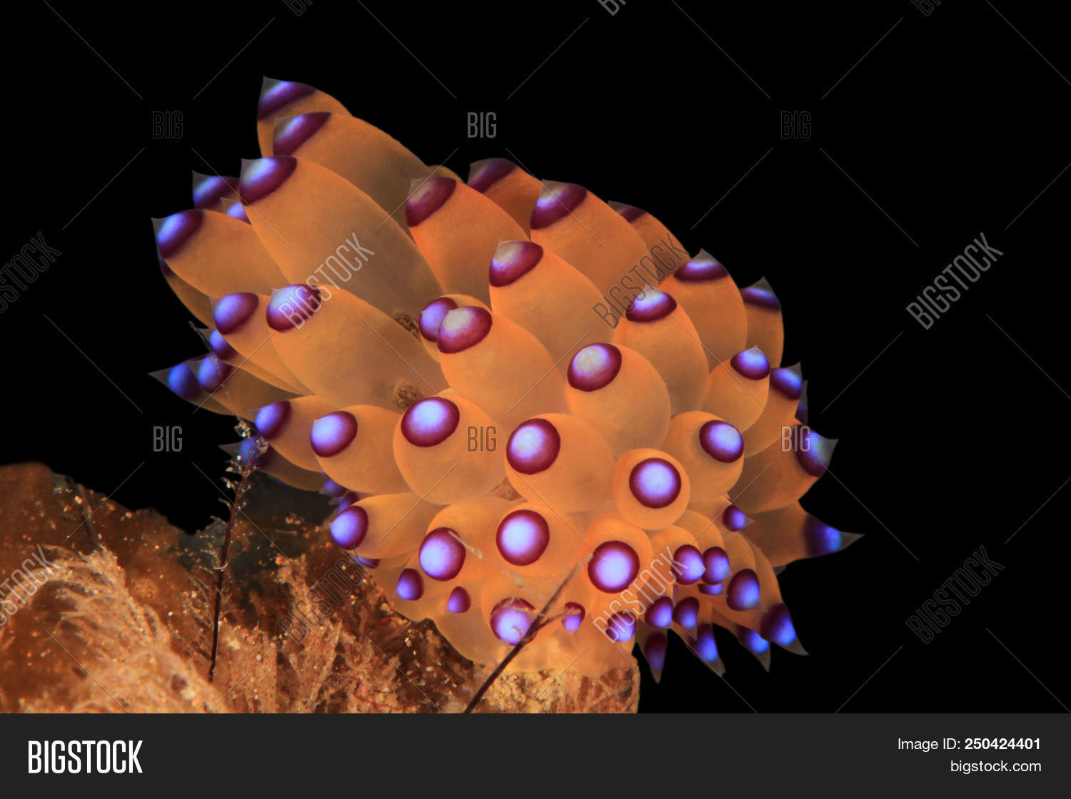 Purple-tipped Janolus Image & Photo (Free Trial) | Bigstock