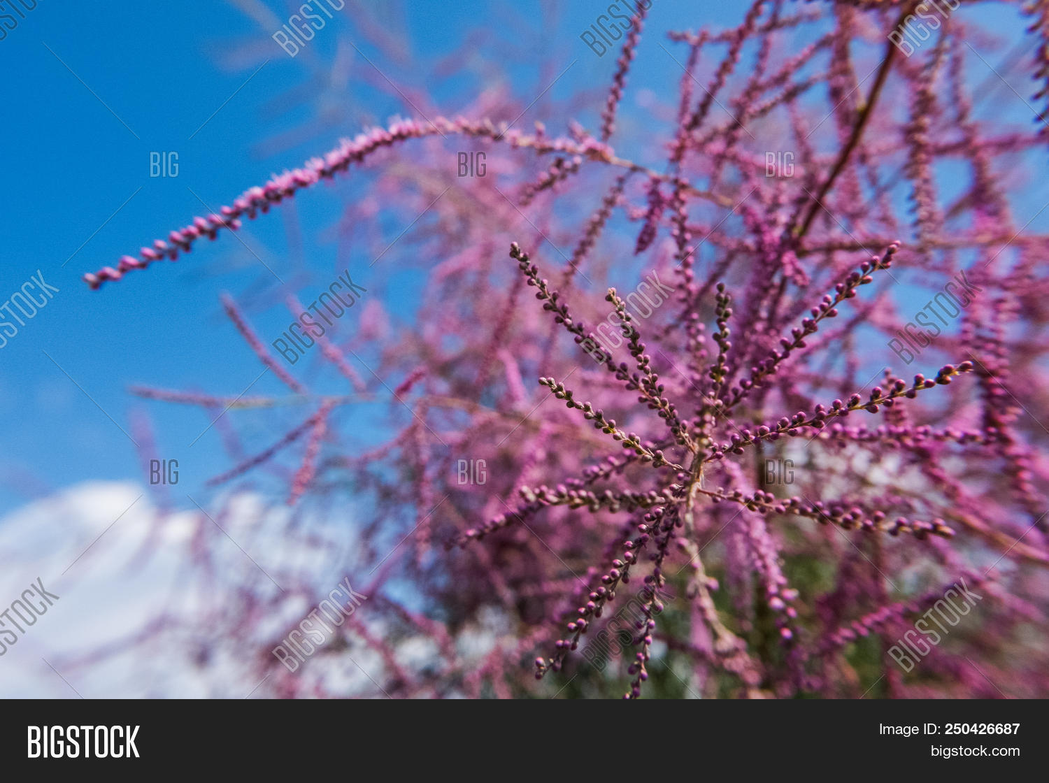 Tamarisk Tamarix Pink Image & Photo (Free Trial) | Bigstock