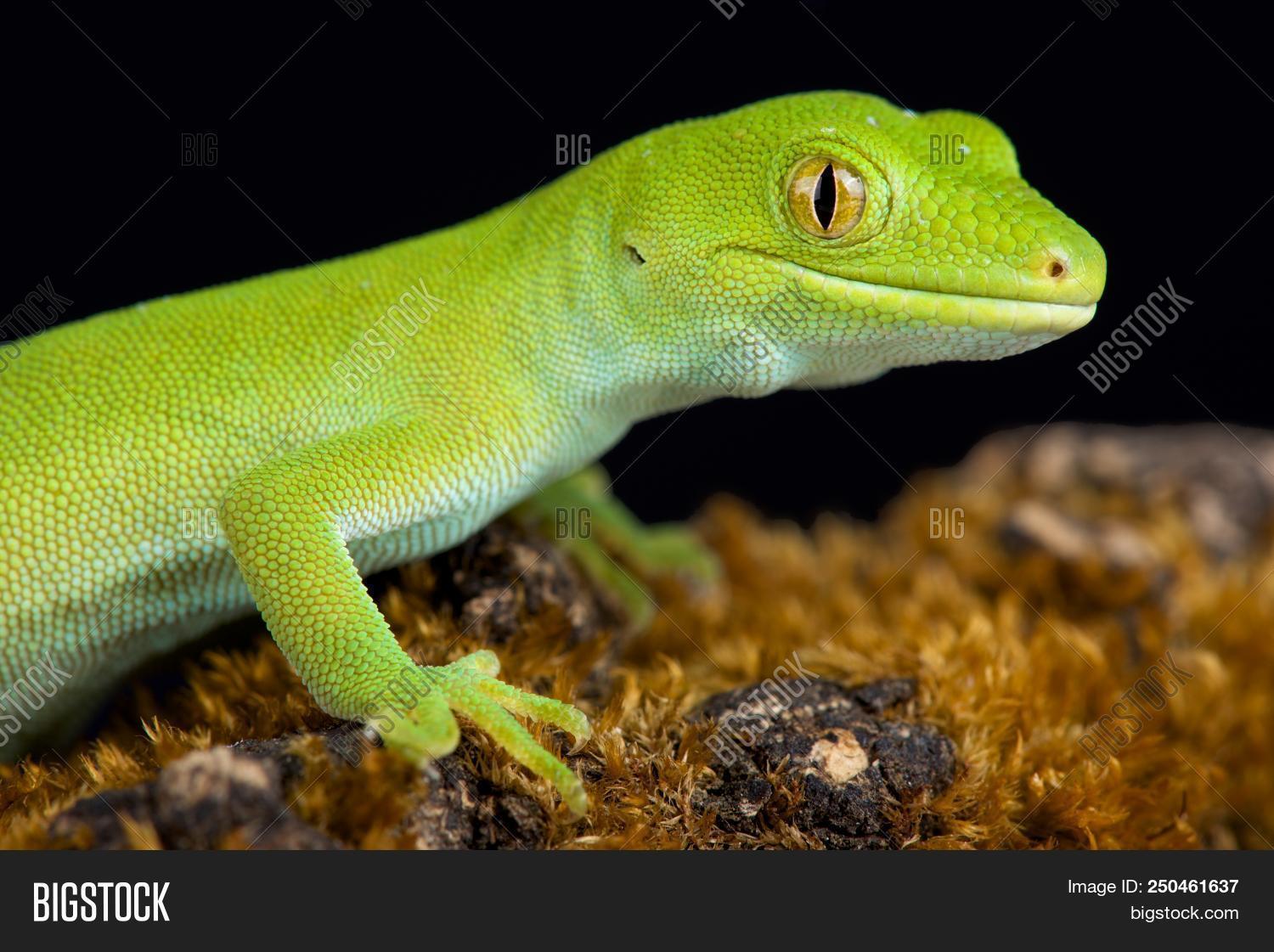 Pet Green Geckos