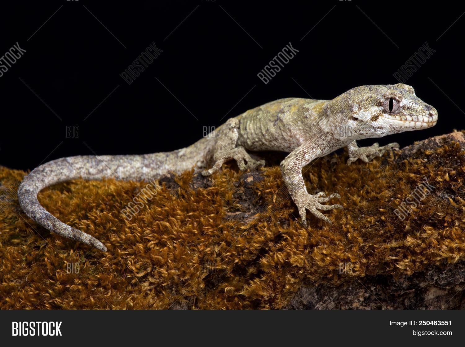 Forest Gecko ( Image & Photo (Free Trial) | Bigstock