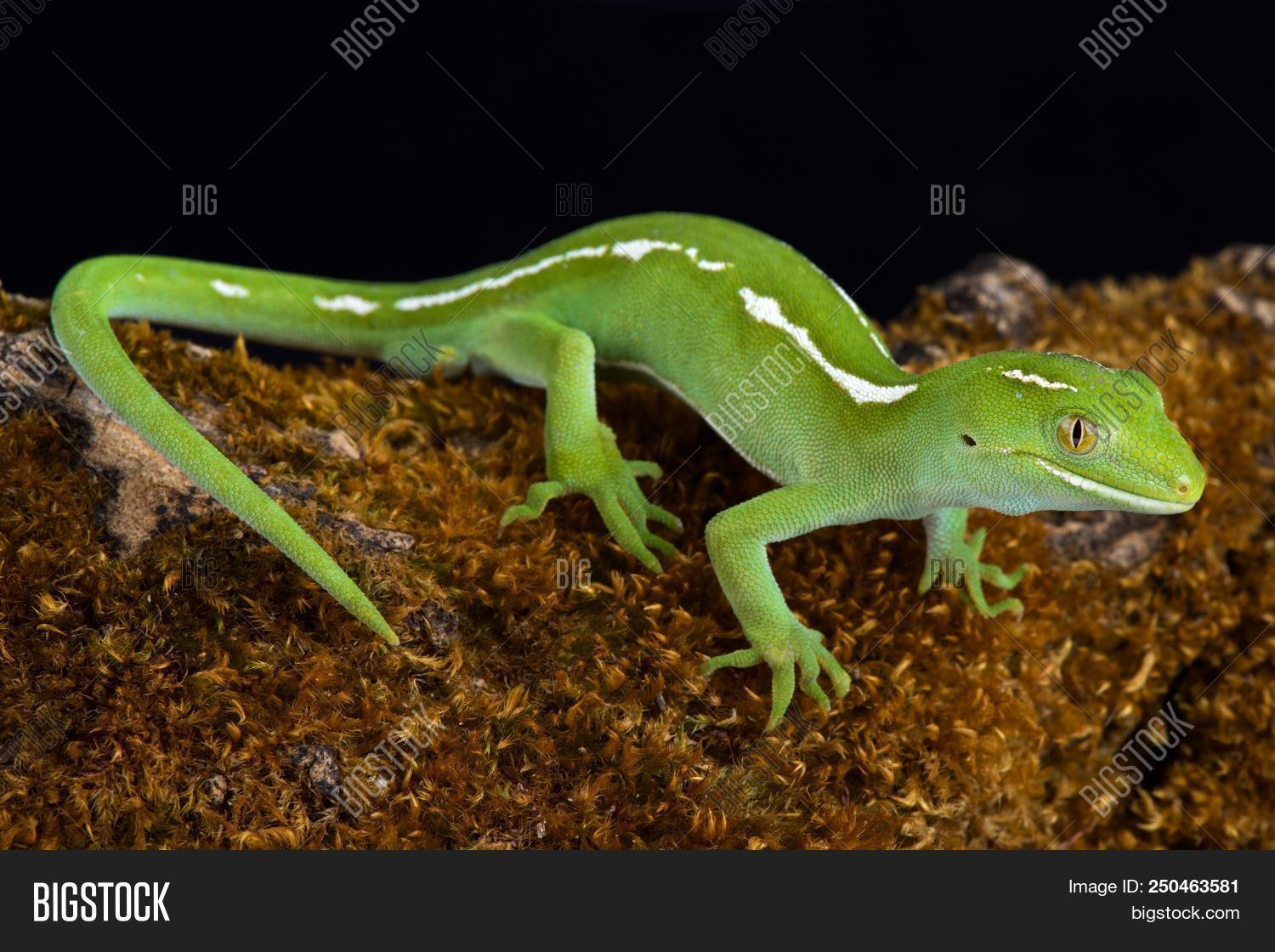 Auckland Green Gecko ( Image & Photo (Free Trial) | Bigstock