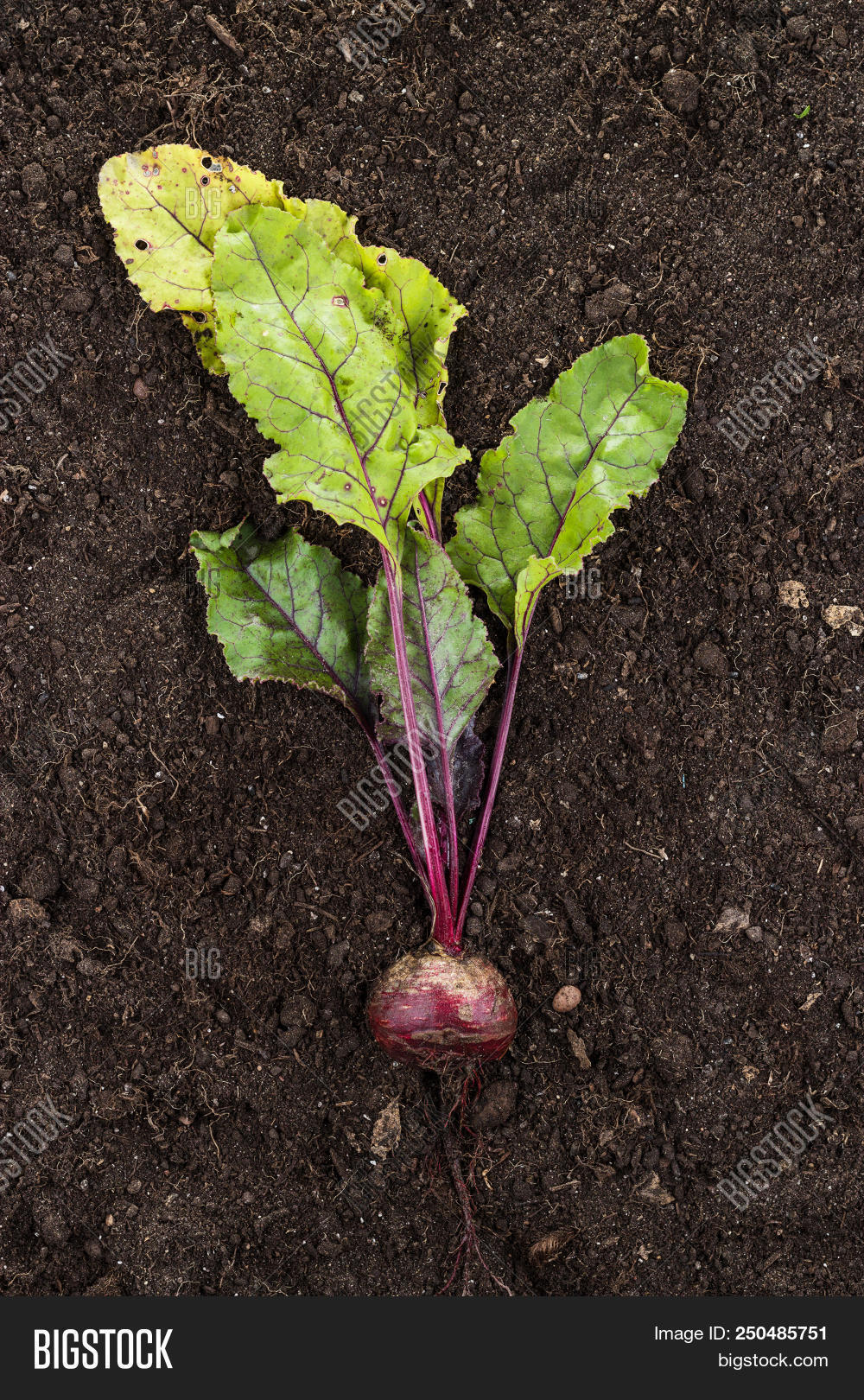 Raw Beet. Fresh Beet Image & Photo (Free Trial) | Bigstock