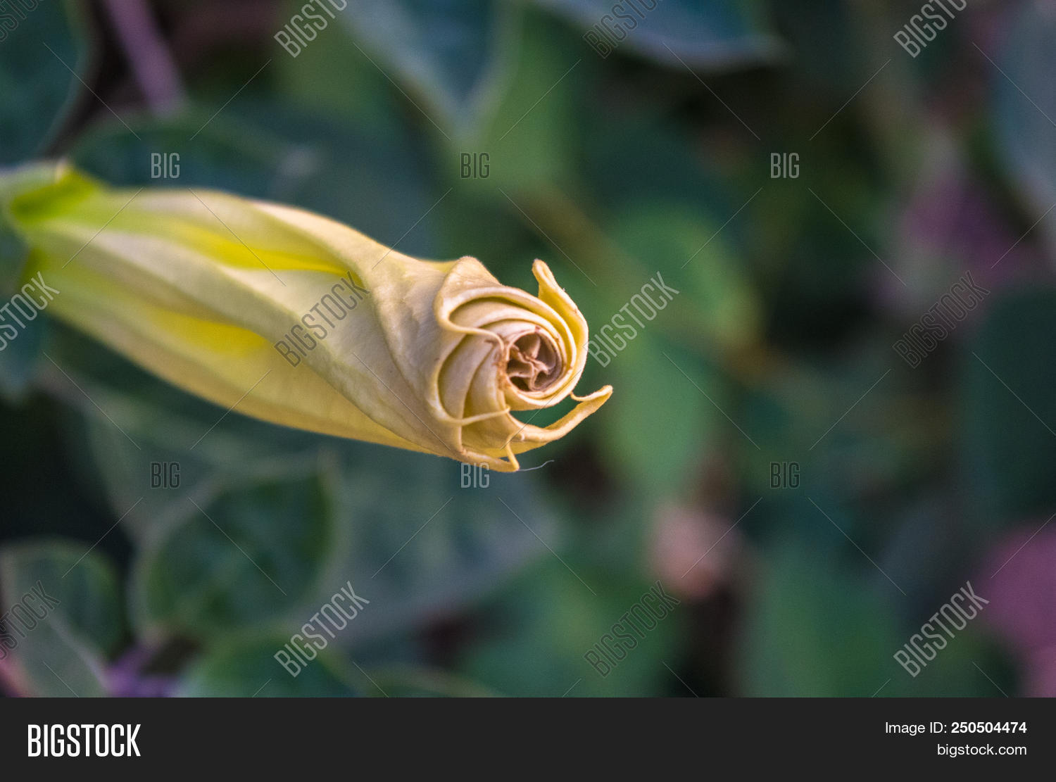 Devil's Trumpet, Image & Photo (Free Trial) | Bigstock