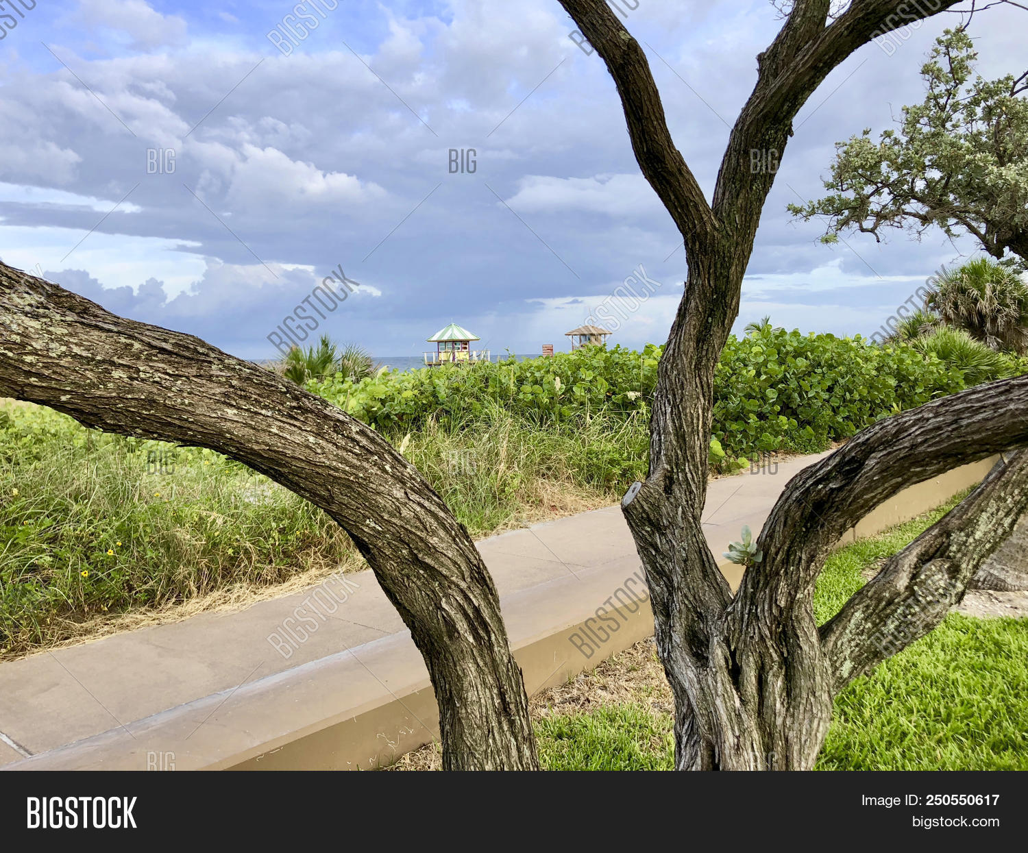 Olive Trees Beach On Image & Photo (Free Trial) | Bigstock