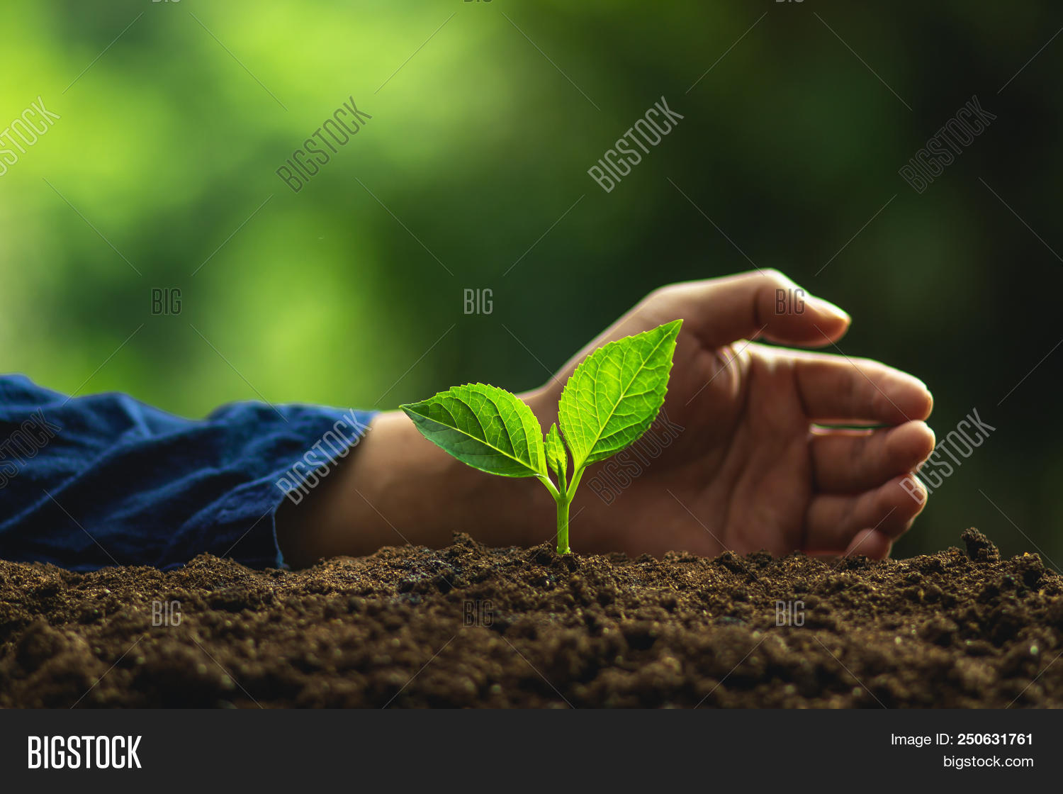 Plant Tree Natural Image & Photo (Free Trial) | Bigstock