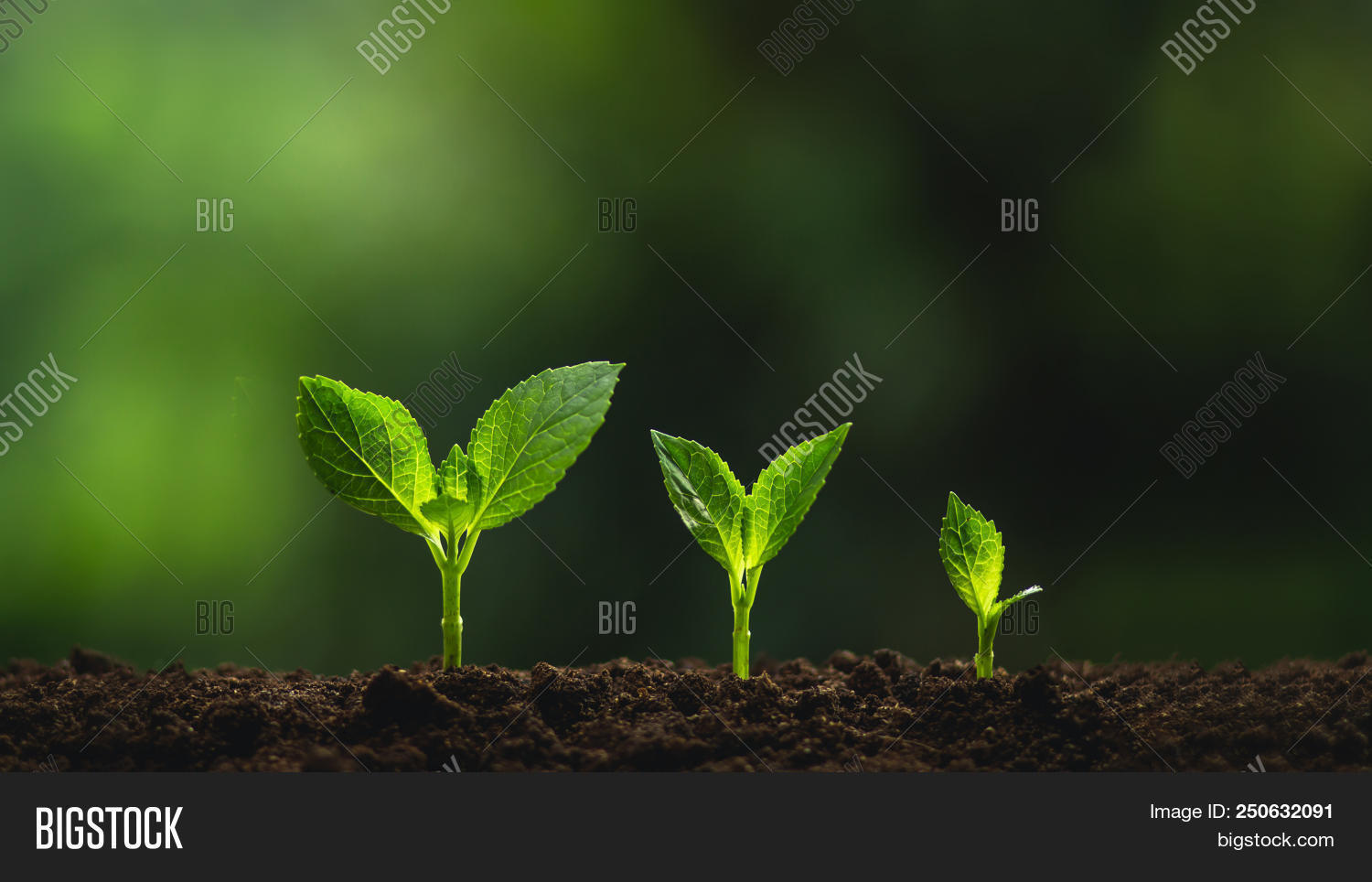 Plant Tree Natural Image & Photo (Free Trial) | Bigstock