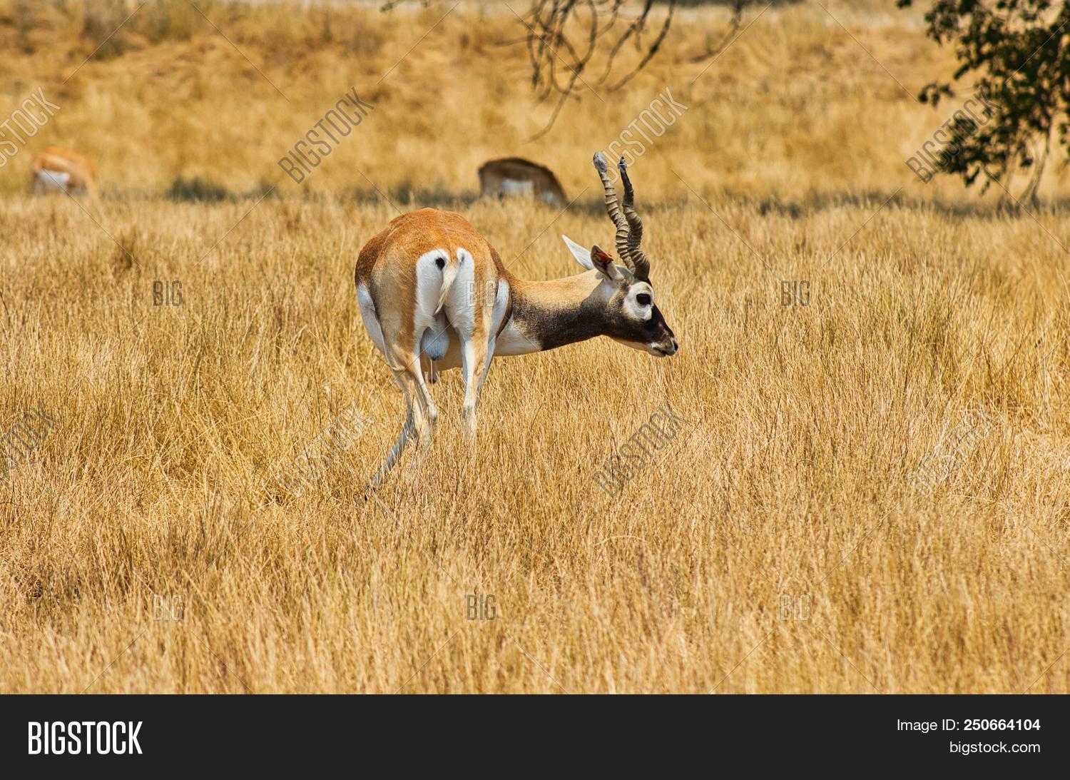 Blackbuck Antelope Image & Photo (Free Trial) | Bigstock