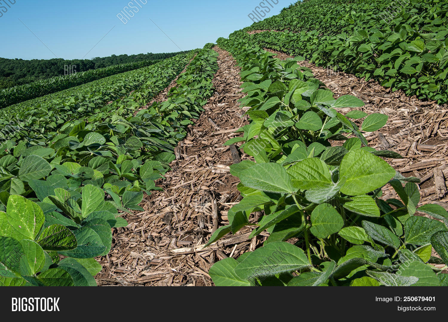New Soybean Crop: Rows Image & Photo (Free Trial) | Bigstock