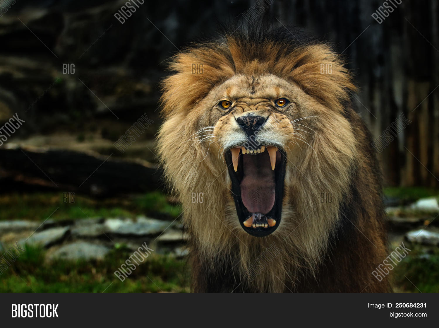 Berber Lion Open Image & Photo (Free Trial) | Bigstock