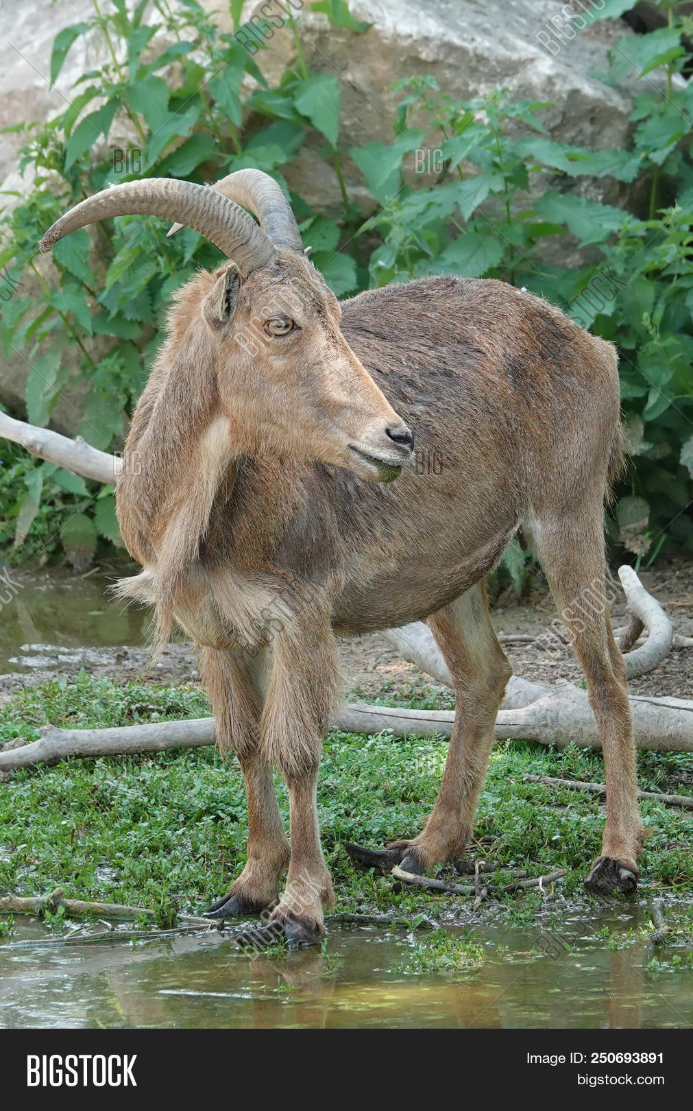 Barbary Sheep Image & Photo (Free Trial) | Bigstock