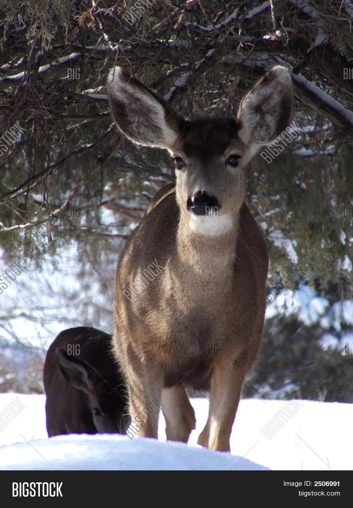 Snow Fawns Image & Photo (Free Trial) | Bigstock