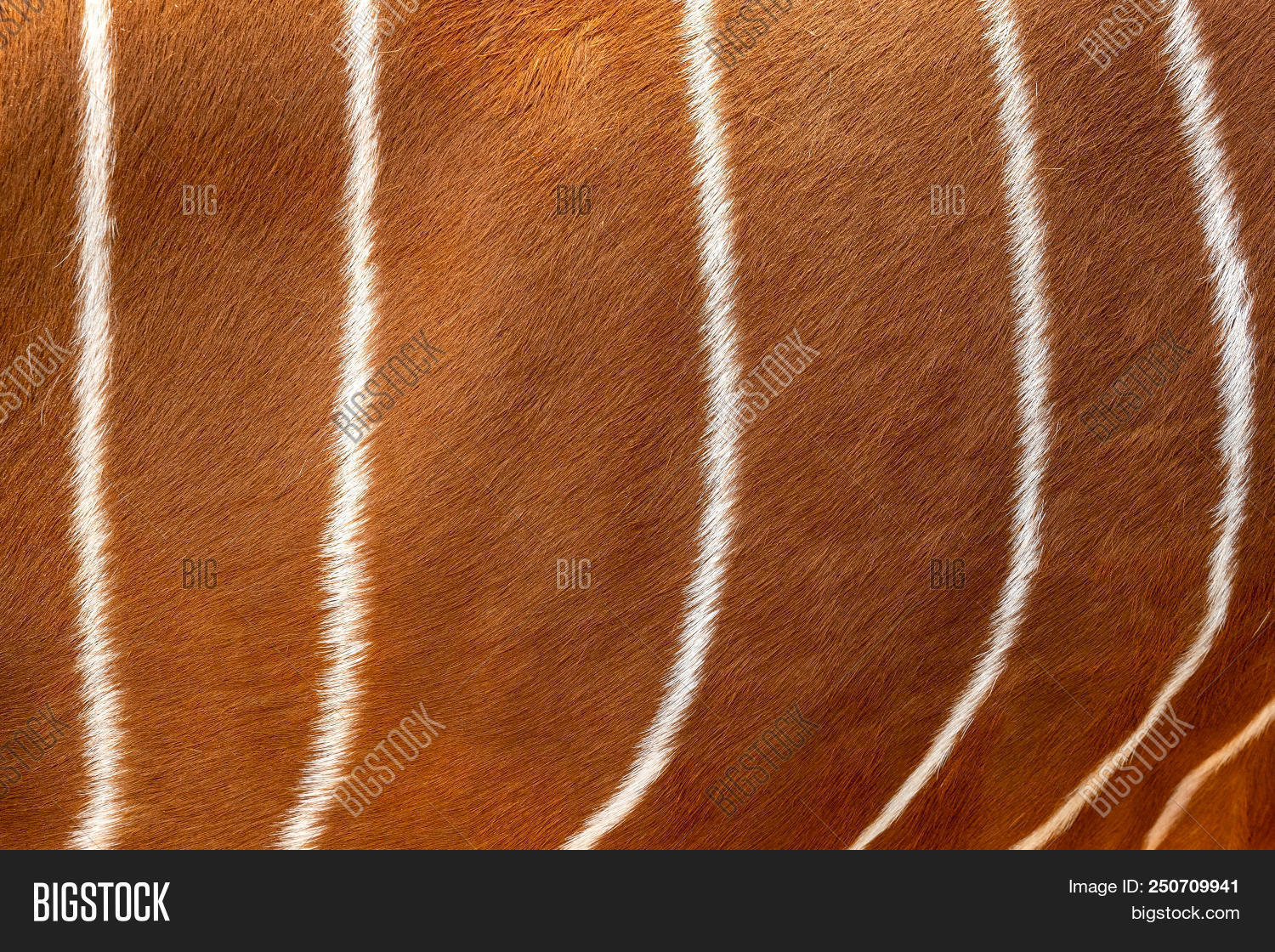 Bongo Fur Pattern Image & Photo (Free Trial) | Bigstock