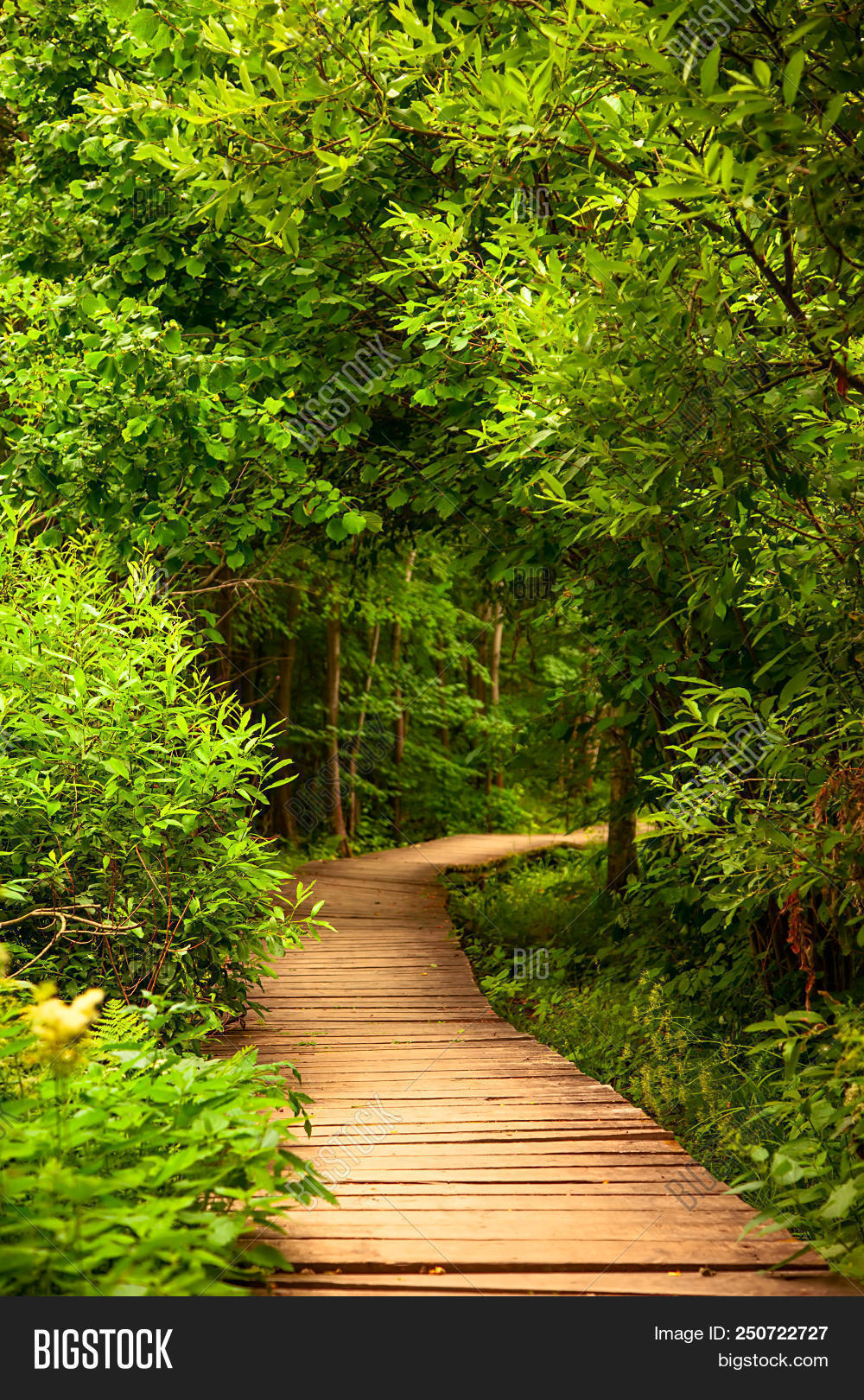 Beautiful Forest Path