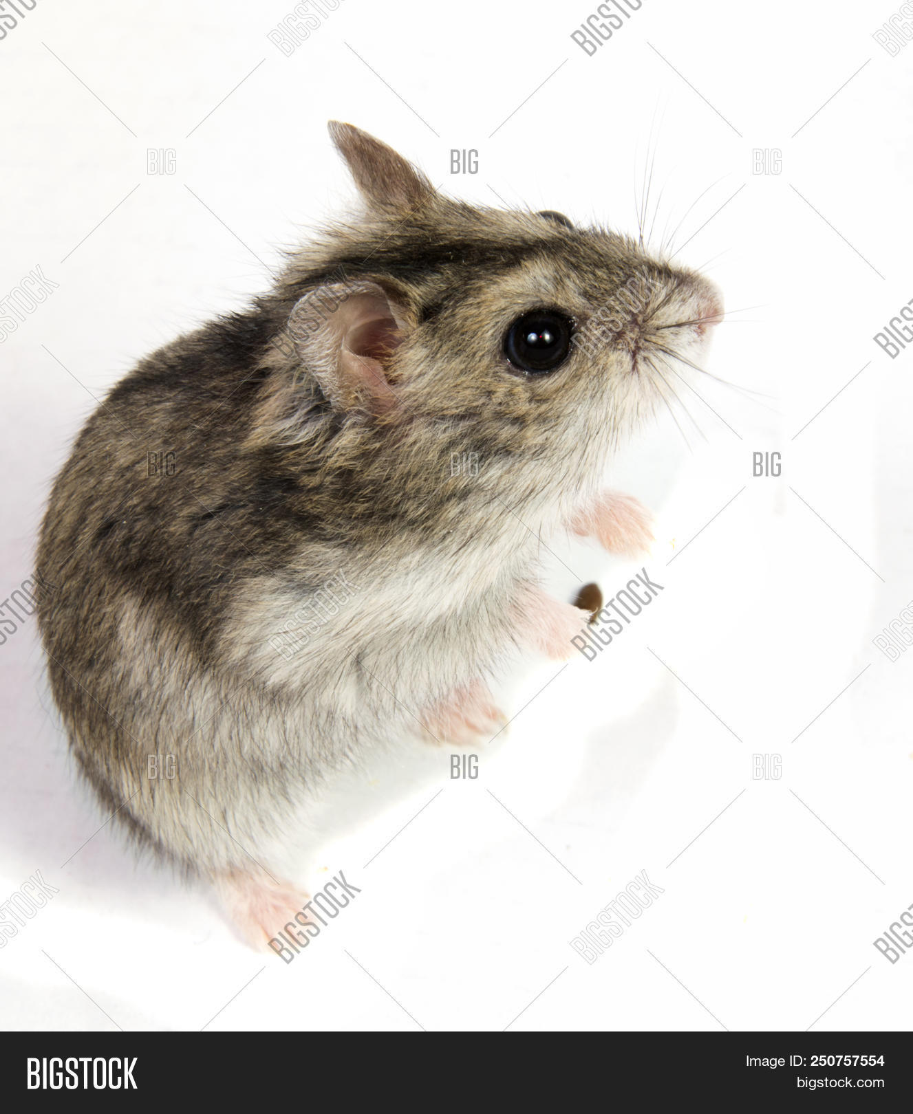Djungarian Hamster Image & Photo (Free Trial) | Bigstock
