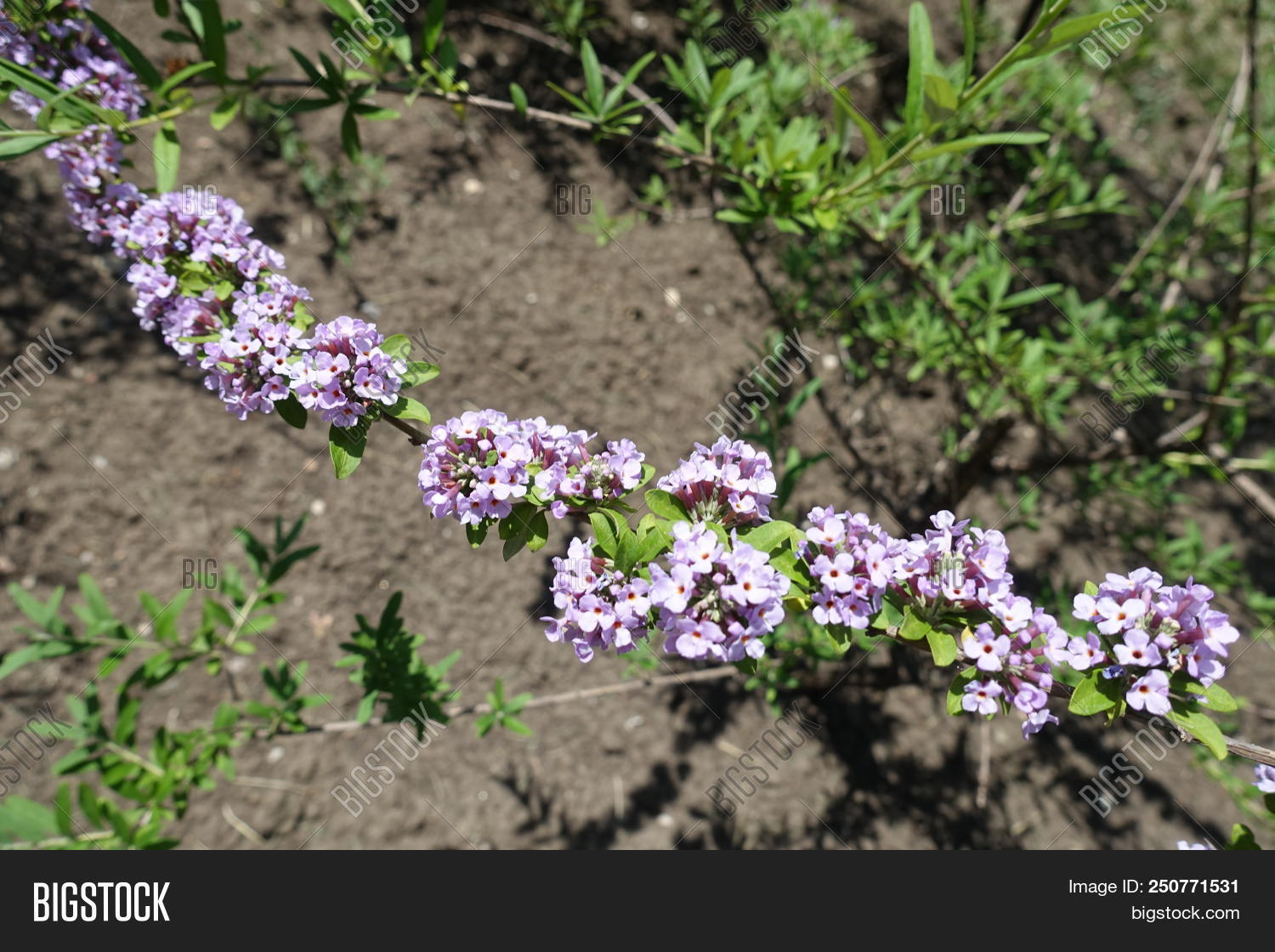 Branch Daphne Lots Image & Photo (Free Trial) | Bigstock
