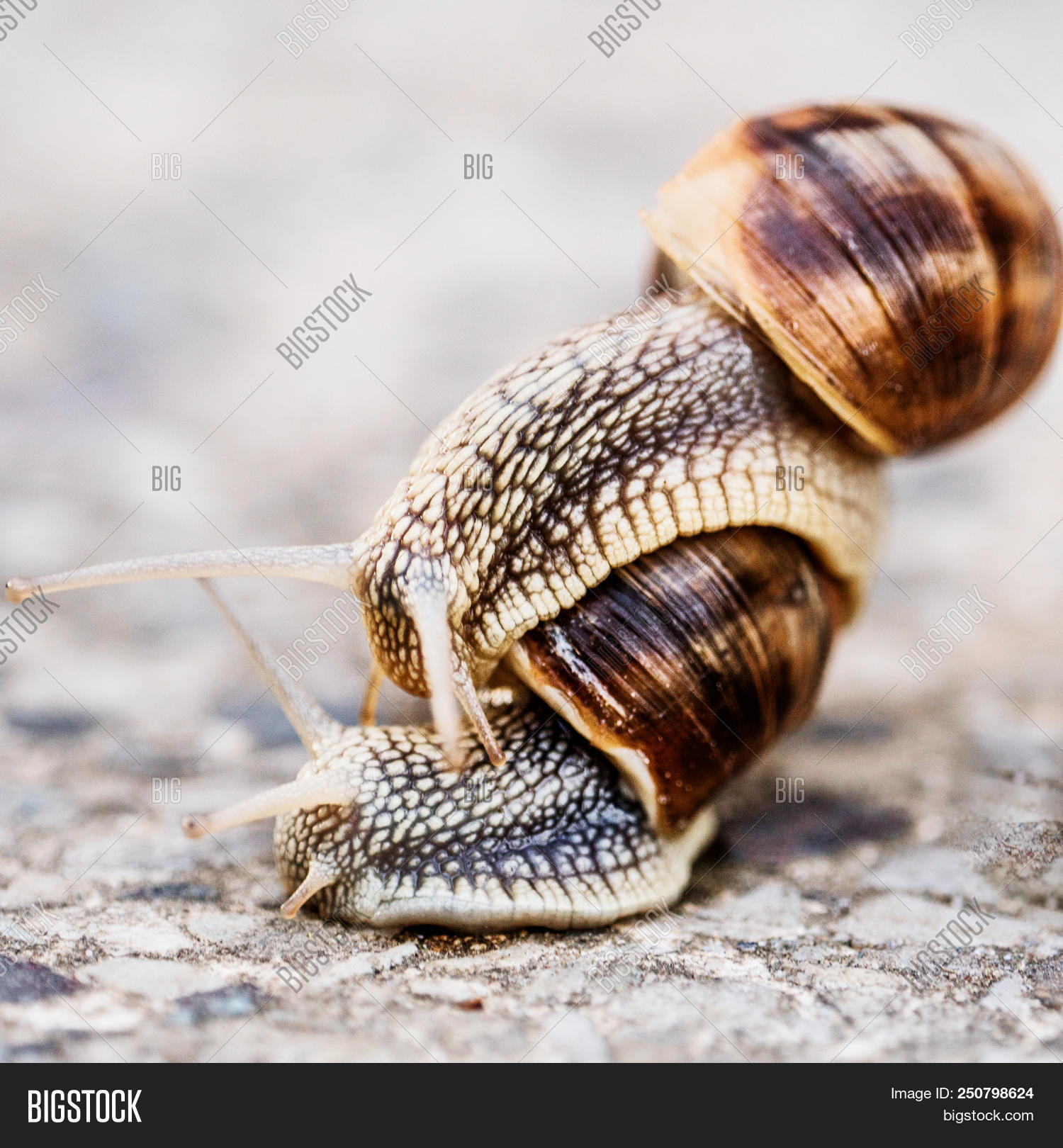 Two Snails On Blurred Image & Photo (Free Trial) | Bigstock