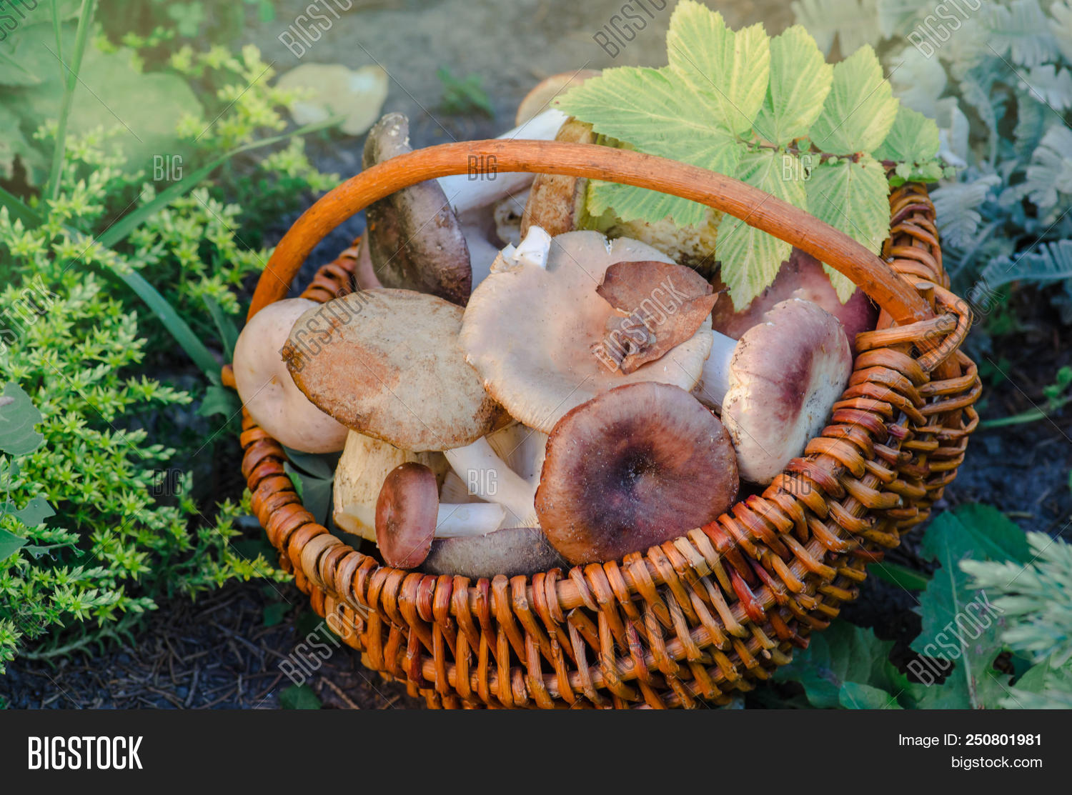 Mushrooms Basket. Image & Photo (Free Trial) | Bigstock